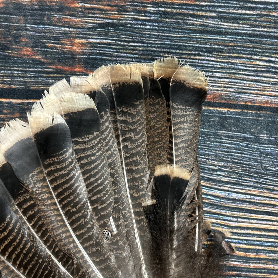 Hen wild turkey tail Merriam feather millinery decoy turkey tail bustle ...
