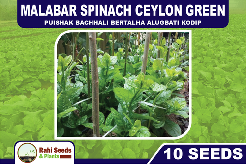Malabar Spinach Ceylon Green 10 Seeds PuiShak Bachhali Bertalha ...