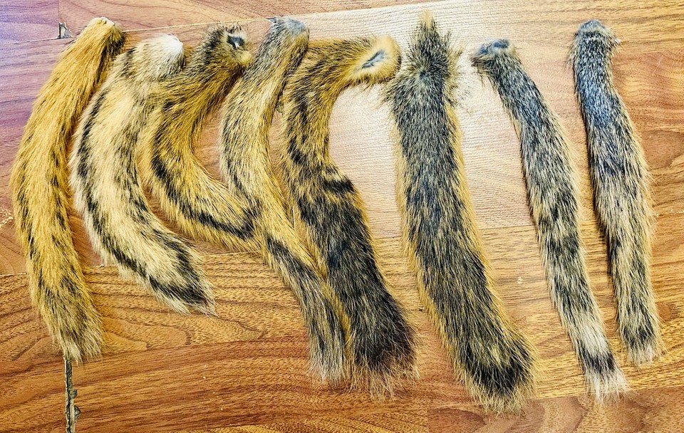 Genuine Real Gray & Red Squirrel Tails - Oddity/Crafting/Fly Fishing ...
