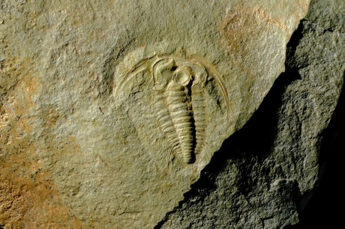 Trilobite fossile Cambrien inférieur Perrector lower Cambrian | eBay