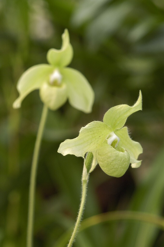 RARER GREEN PARVI VIETNAM PAPH ORCHID SPECIES jackii BS plant | eBay