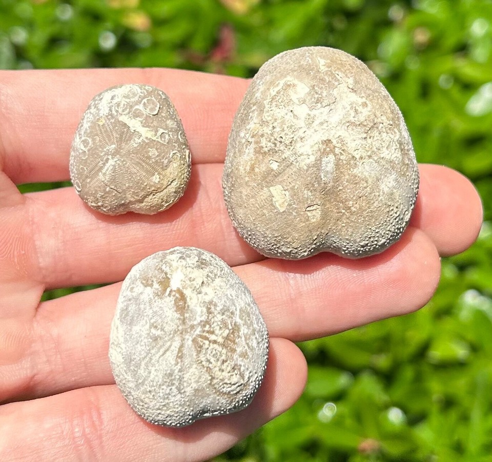 Texas Fossil Echinoids LOT OF 3 Hemiaster sp. Sea Urchins Cretaceous ...