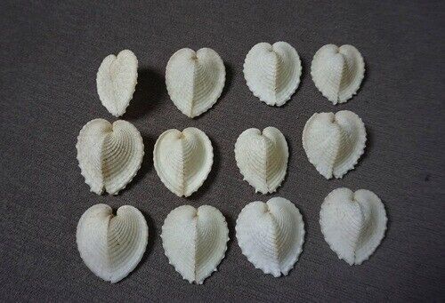 heart shell Corculum cardissa 33 - 37 mm F+++/GEM set of 12 pcs -1 ...