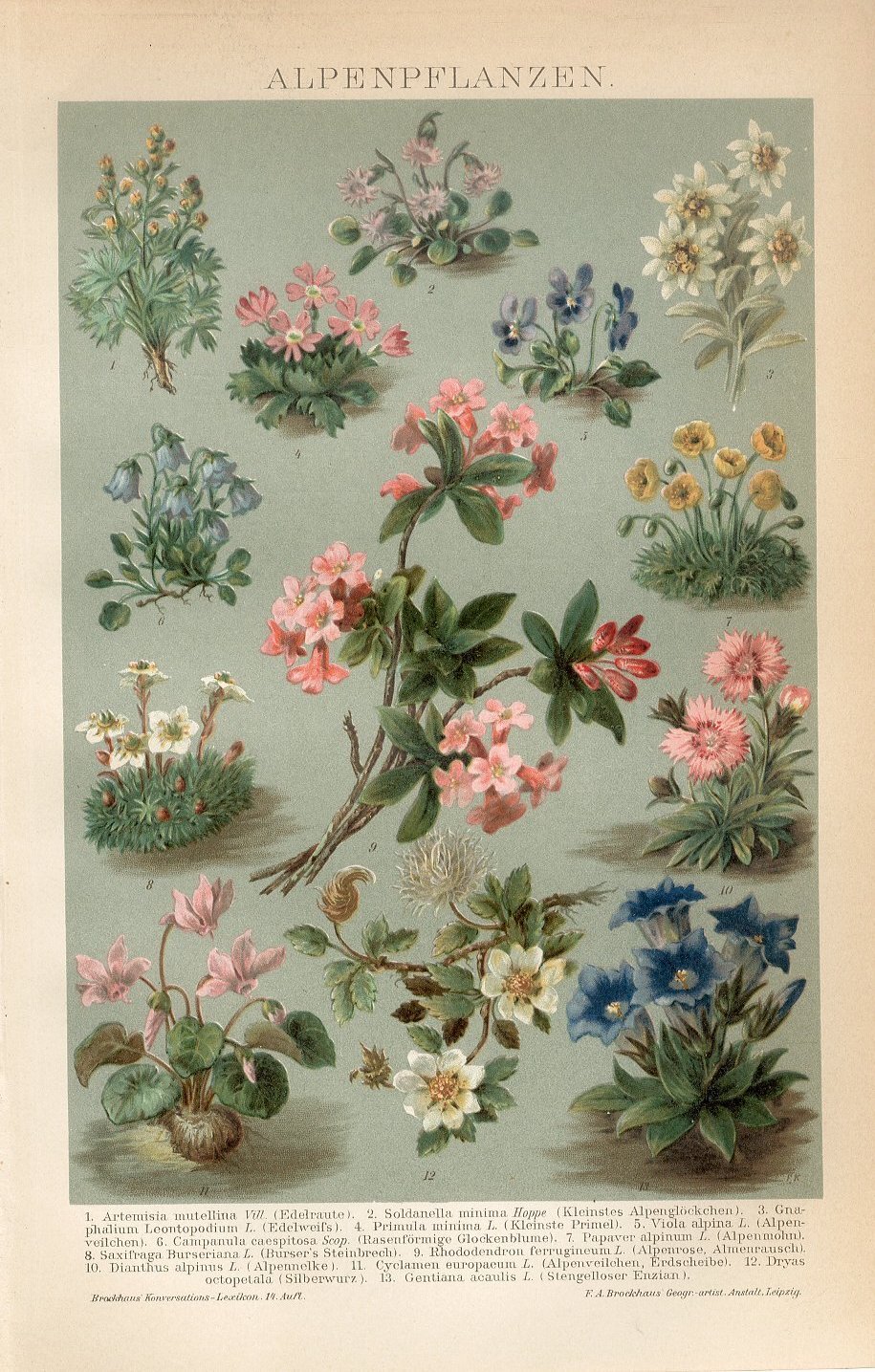1895 ALPINE PLANTS FLOWERS EDELWEISS SNOWBELL ALPINE ROSE ...