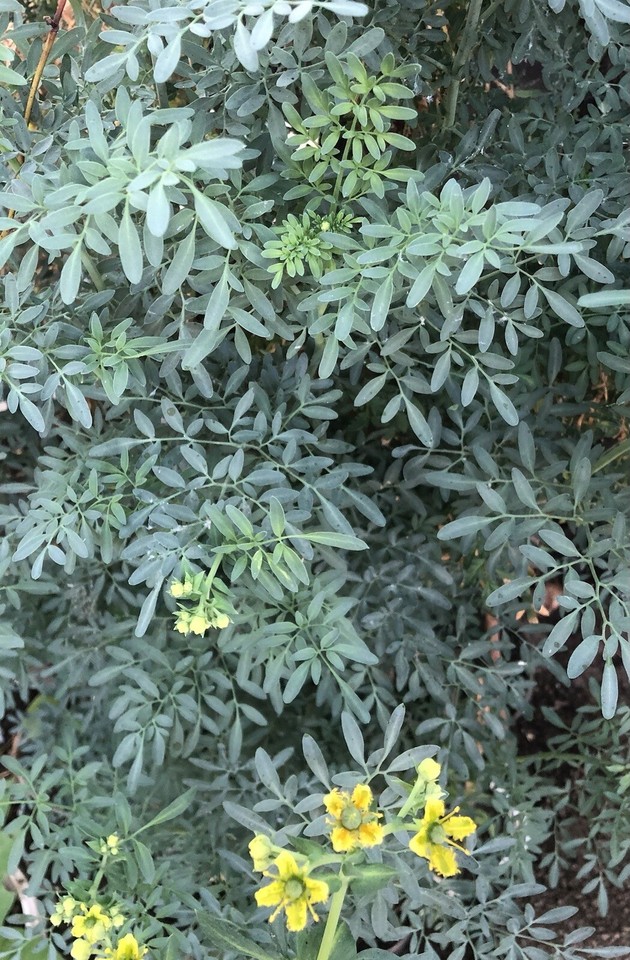 Common Rue Plant With Pot 8” Ruda Ruta Graveolens Live Plant | eBay