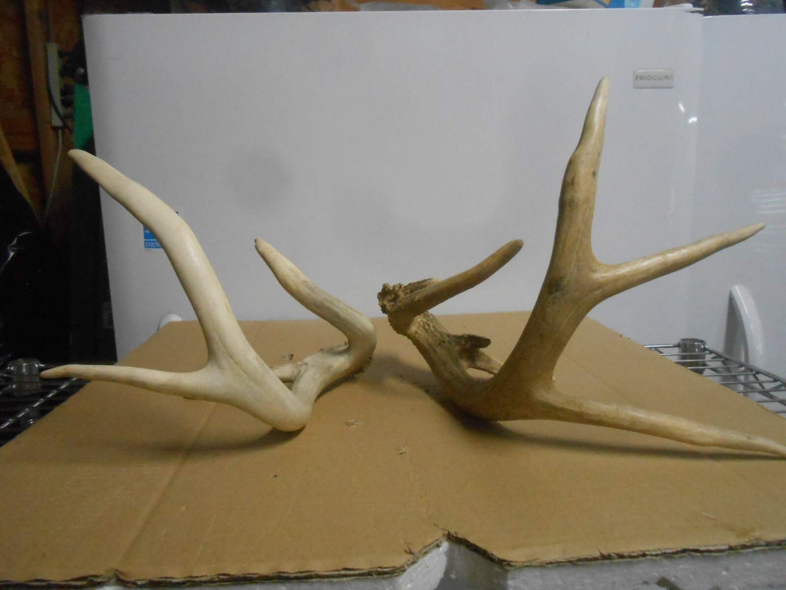 2 NON typical DOUBLE BEAM Wild WHITETAIL DEER ANTLER SHED antlers mule ...