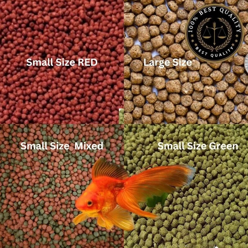 Small Tropical Aquarium Fish