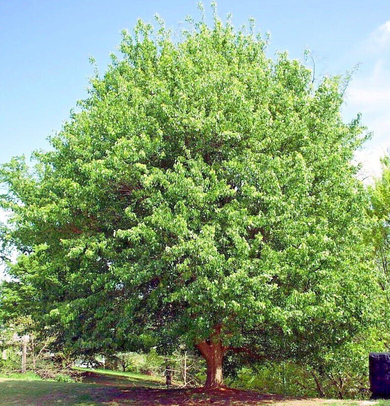 TRIDENT MAPLE TREE SEEDS (Acer buergerianum) Gorgeous Fall Colors ...