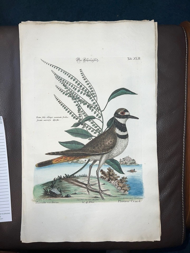 Antique Engraving Pl. 42 Mark Catesby Seligmann C1750 Hand Colored ...