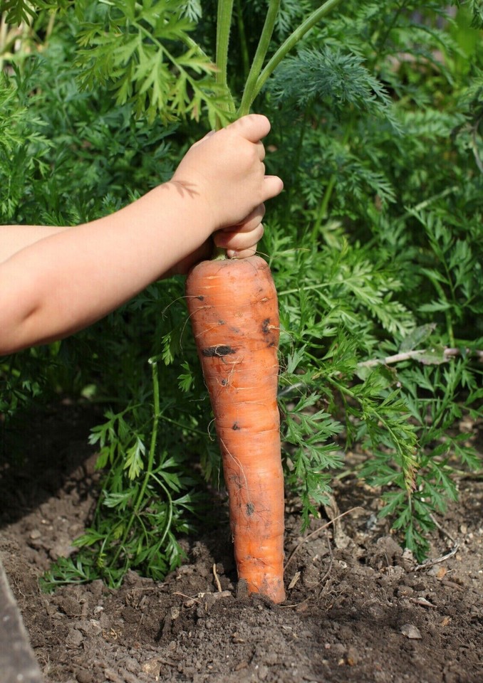 GIANT CARROT SEEDS, 150 SELECTED SEEDS + FREE | eBay UK