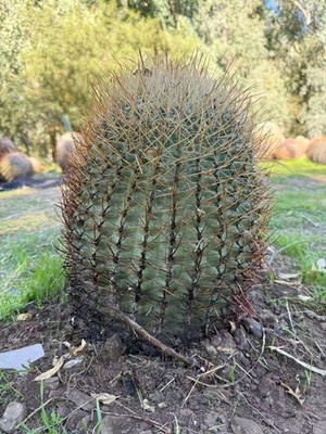 15years old Rare 41cm Giant Pink Ferocactus Bare Root Live , Collector ...