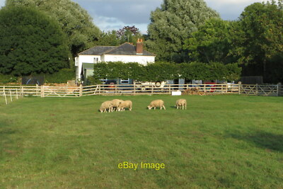 Photo 6x4 Sheep grazing in front of Smallbrook Cottage c2021 | eBay