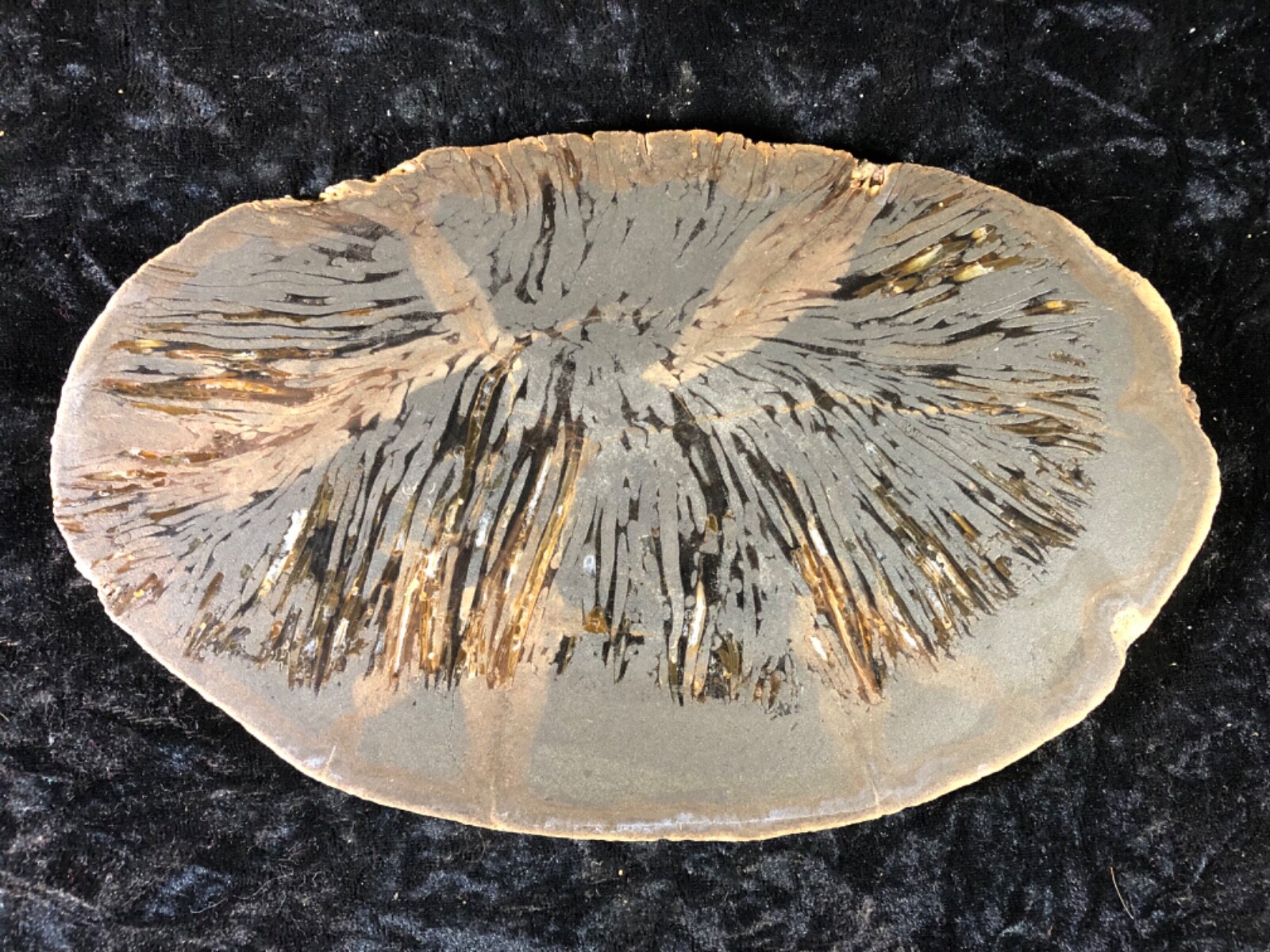 Teredo Bored Petrified Wood N. Dakota, Canon Ball Formation 8.75”x5.25 ...