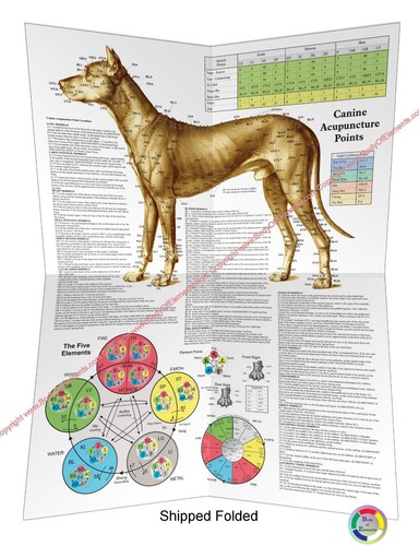 Dog Canine Acupuncture Points Location Poster 18" X 24" Veterinary ...