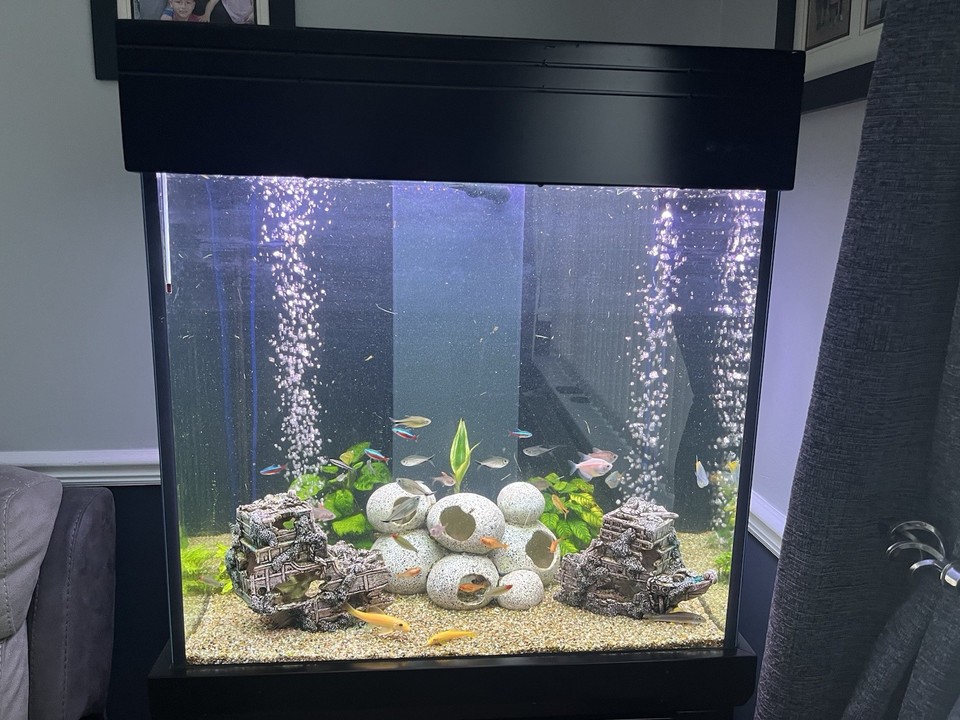 Aqua One Marine Reef Tank Approx 220litres Currently Set Up As A ...