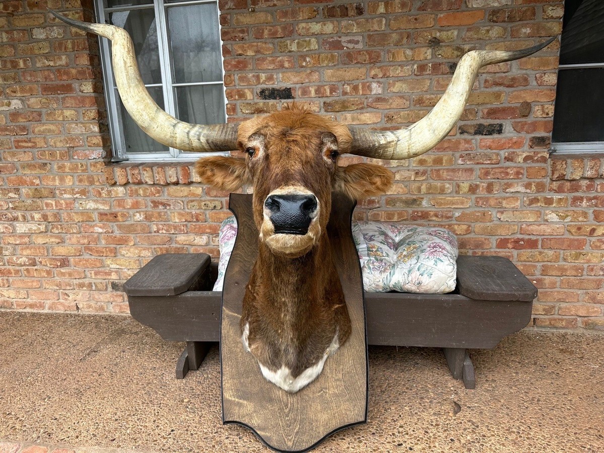 Longhorn Head Mount For Sale Texas Longhorn Taxidermy Skull For Sale