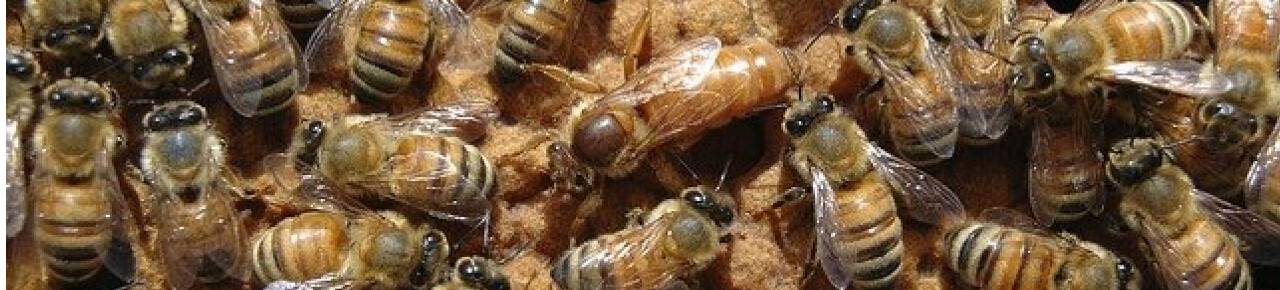 Simply Southern Bees | eBay Stores