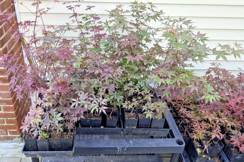 Red Leaf Japanese Maple Seedling - Acer palmatum var. atropurpureum | eBay