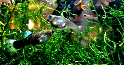 Fancy Mutt Guppy LIVE FRY PACK - 10+ Home Raised - Spring Shipping ...