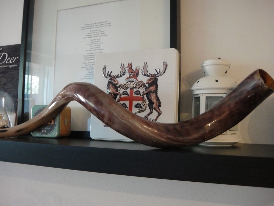 Polished kudu horn - 1 African Kudu Polished Horn - 36" to 39" around ...
