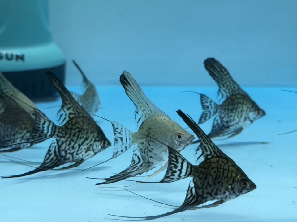 PACK Of 2 - LIVE Aquarium Longfin Leopard Angelfish - 1.5 To 2 Inch ...