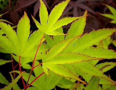 Ukon Japanese Maple 1 - Year Graft | eBay