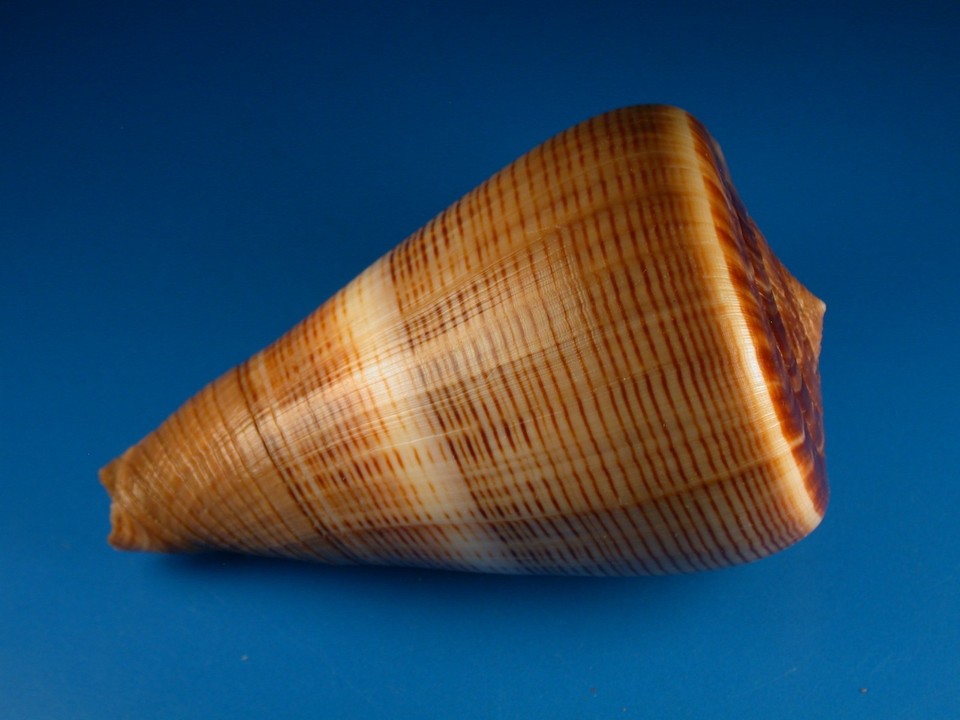 Conus figulinus, Dark Pattern, Large 104.4mm, Philippines Shell G4229 ...