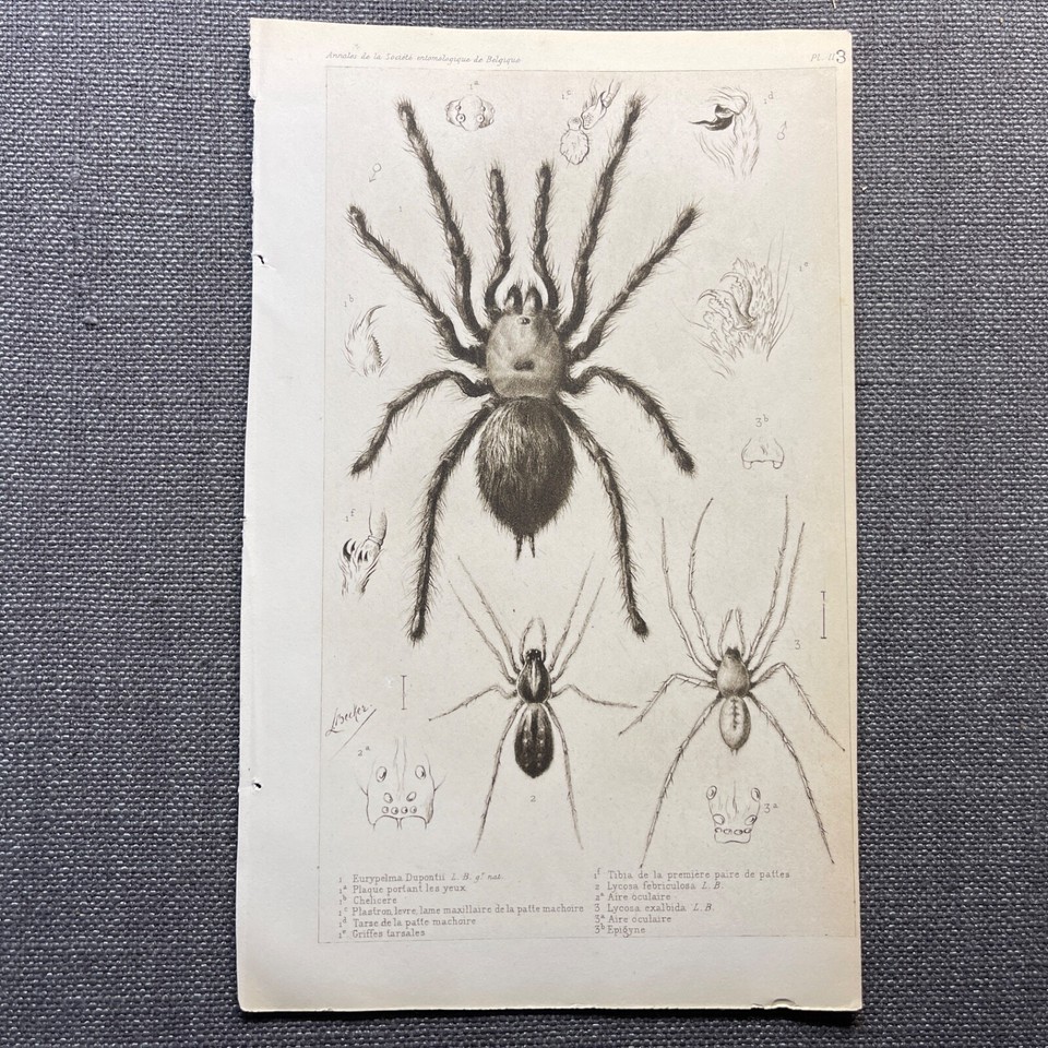 Spider Print Antique Zoological Illustration Plate Mexican Redrump ...