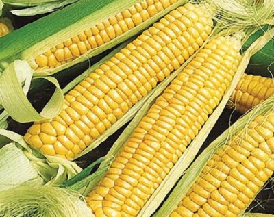 25+ Early Golden Bantam Sweet Corn Seeds, NON-GMO, Heirloom. #cornseeds ...