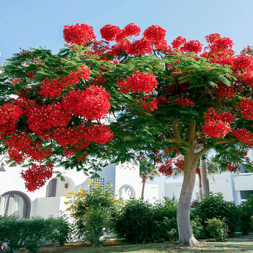 ROYAL POINCIANA RED FLAME TREE SEEDS Delonix Regia Tropical Flamboyant ...