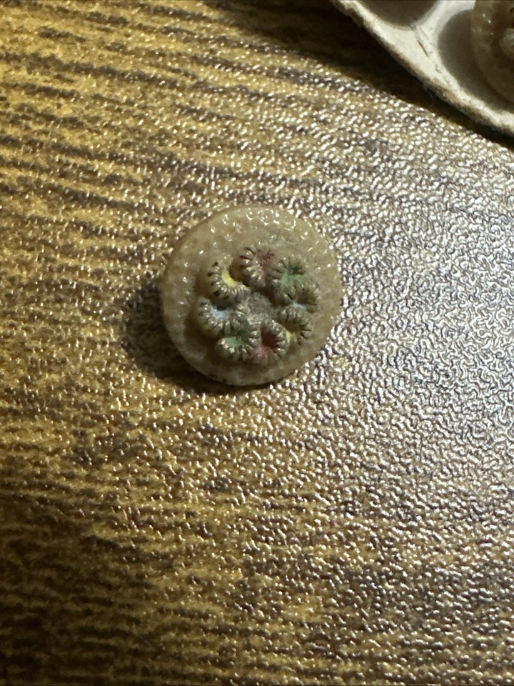 Glass Buttons Czechoslovakia, 14 Count, Mid Century, Decorative, 1/2 ...