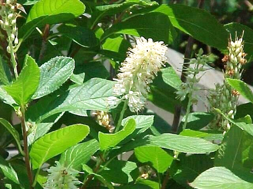 30 COMPACT SWEET PEPPERBUSH SEEDS -Clethra alnifolia 'Compacta' | eBay