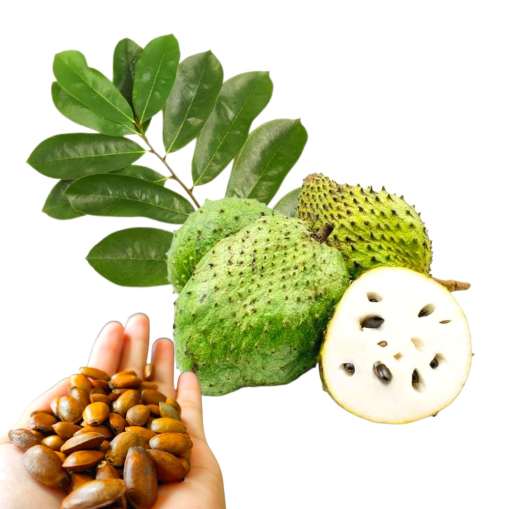 Graviola Soursop Guanabana Fruit