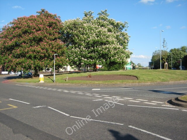 Photo 6x4 Trees on the roundabout on London Road Worcester Chestnut ...