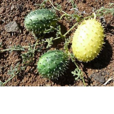 5 SEMI DI Cetriolo Cucumis zeyheri " South African Spiny Cucumber" | eBay