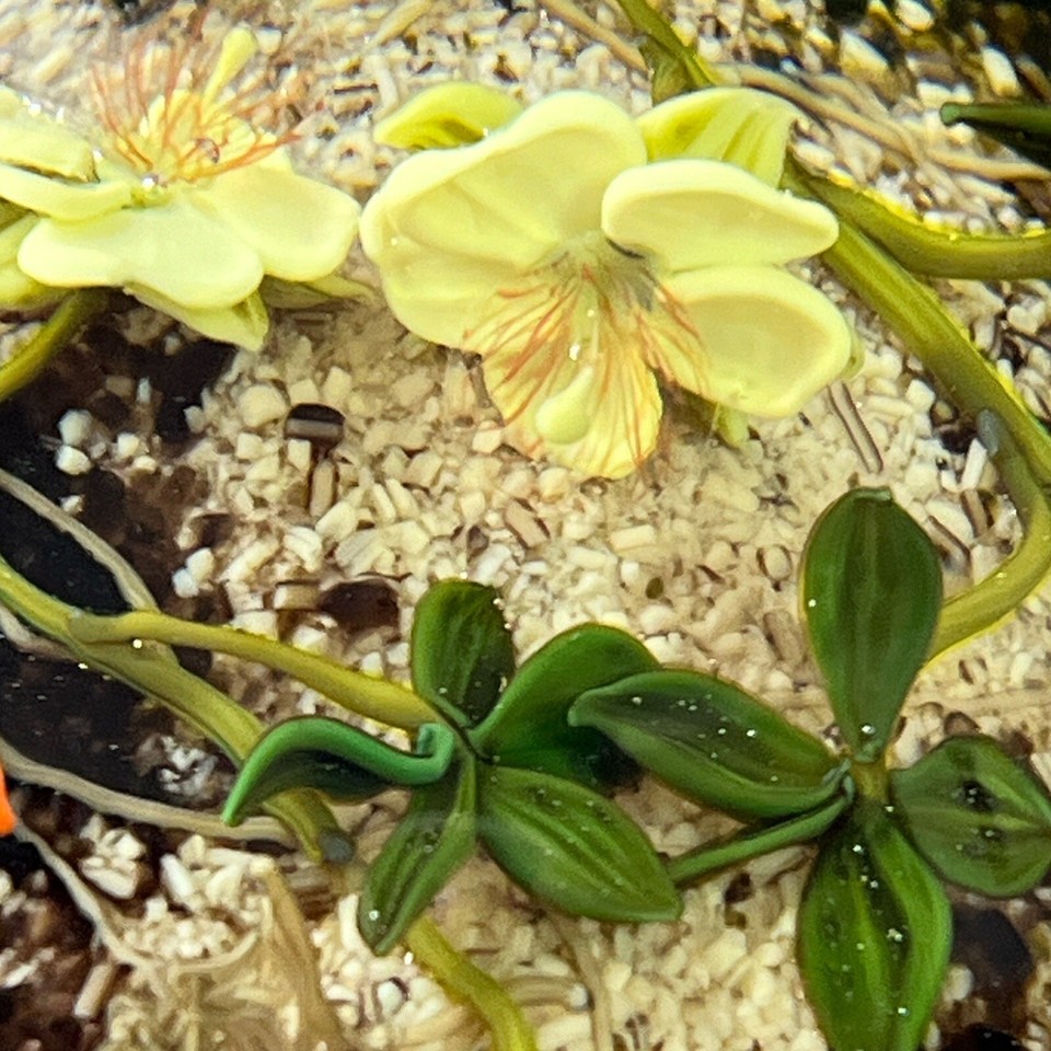 Vintage Paul Joseph Stankard Botanical Handblown Glass Paperweight A193 ...