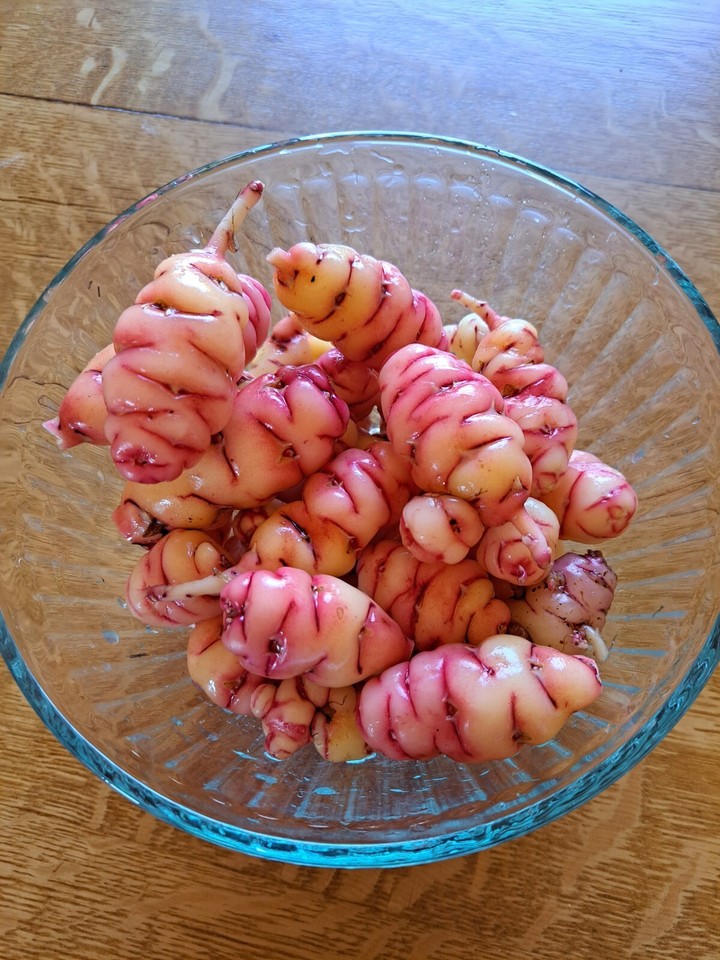 Oca (Oxalis tuberosa): RARE tuber vegetable "Wishkah" 2x tubers regular ...