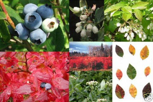 Highbush Blueberry, Vaccinium corymbosum, Seeds (Edible, Fall Color ...