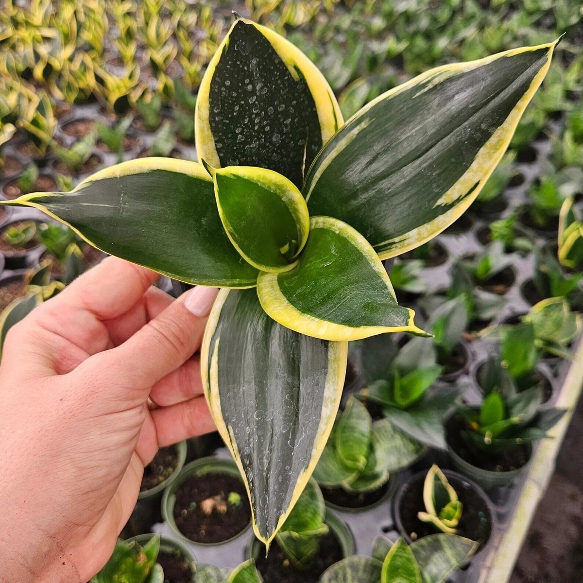 Sansevieria Trifasciata Cultivars