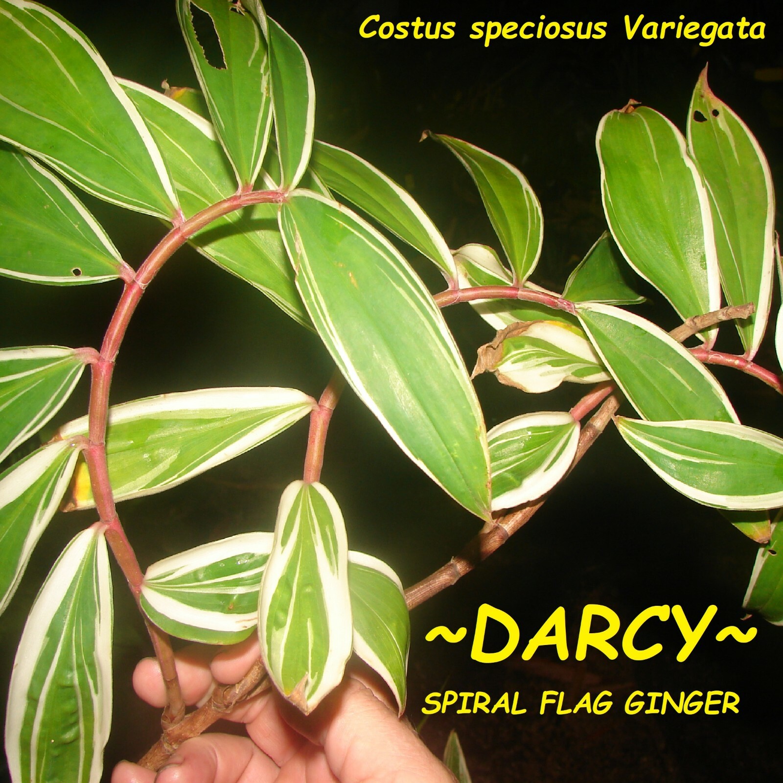 ~DARCY~ Costus speciosus Variegata SPIRAL FLAG GINGER NOT Rhizome sml ...