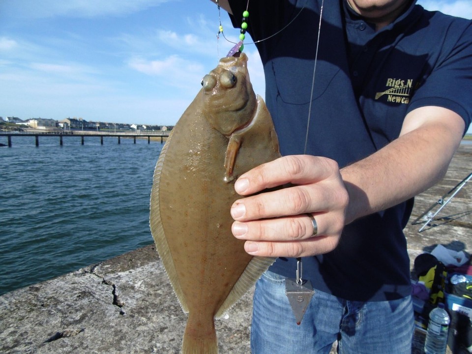 Sea fishing Rigs x 10: Flatfish Rigs - Flounder, Dabs, Plaice, Quality ...