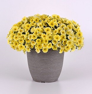 Petchoa Caliburst Yellow 1,000 seeds | eBay