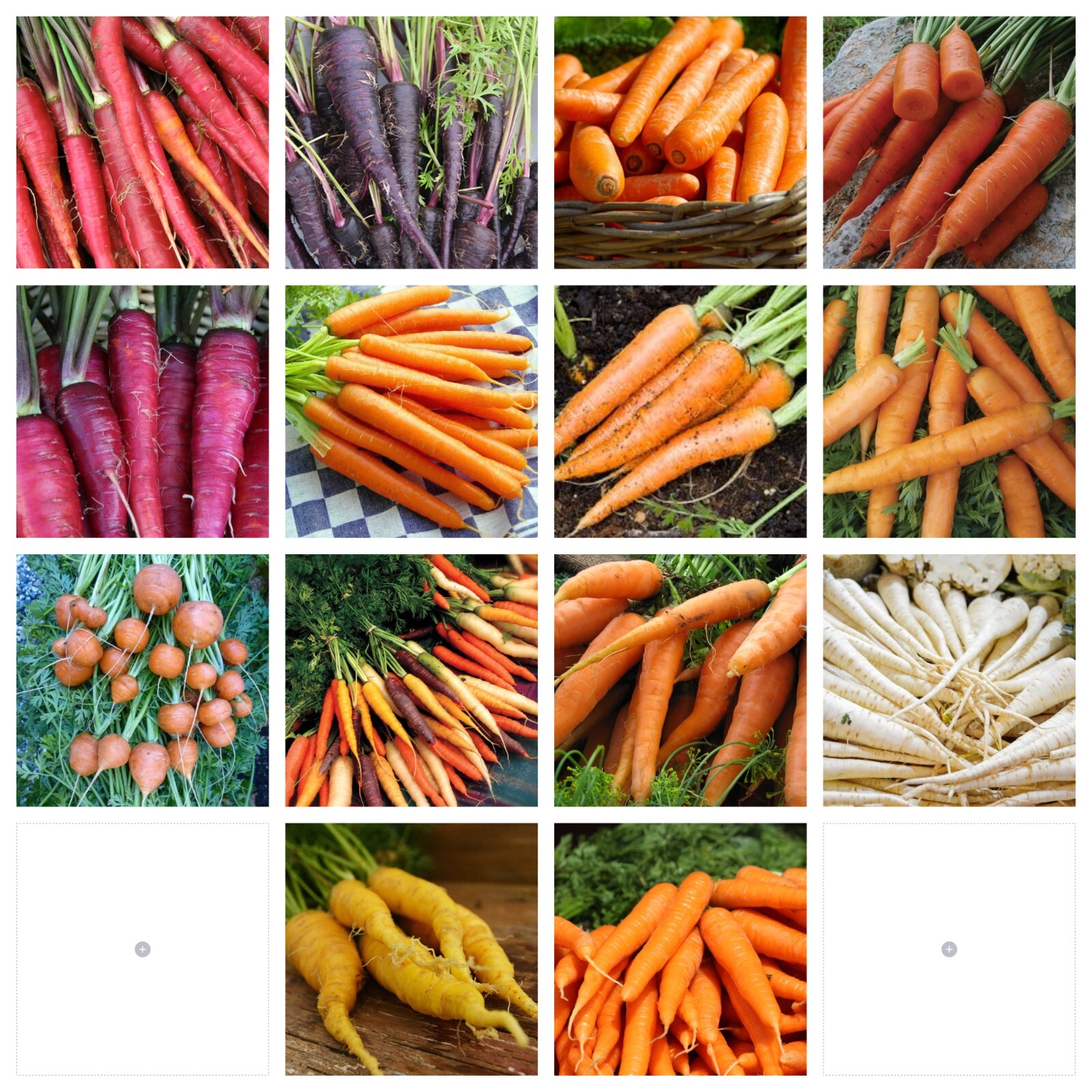 Carrot Seeds Collection, NON-GMO, 14 Varieties to Choose From, FREE ...