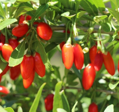GOJI BERRY SEED, 100 Seeds, Chinese Wolfberry, Medicinal Herb, Heirloom ...