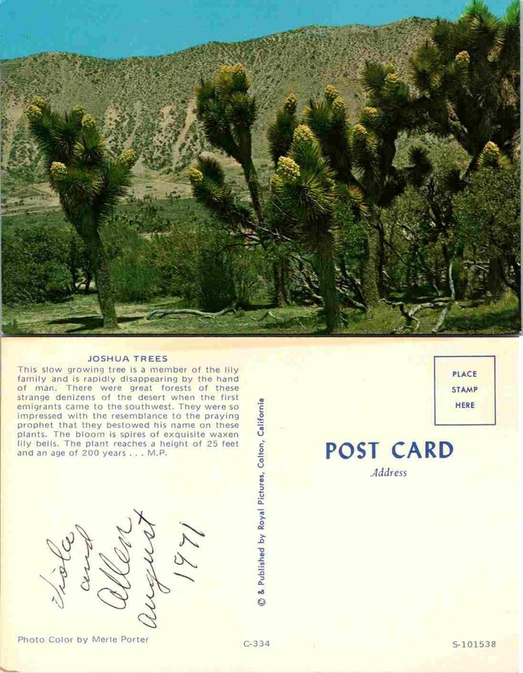 VTG Postcard- JOSHUA TREES - slow growing tree member of the lily ...
