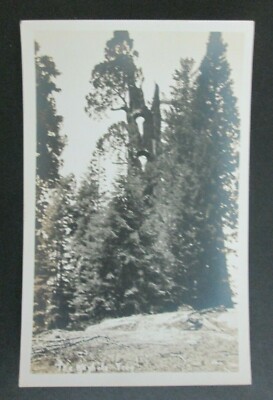 The Keyhole Tree Unposted RPPC Postcard | eBay