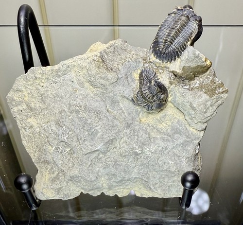 RARE Greenops Trilobites ~ New York ~ Devonian Period | eBay