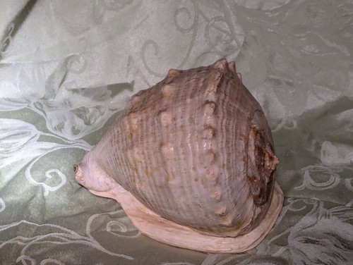 Large Cassis Madagascarien Snail Helmet Shell Conch 6" x 5 1/2" X 5 ...