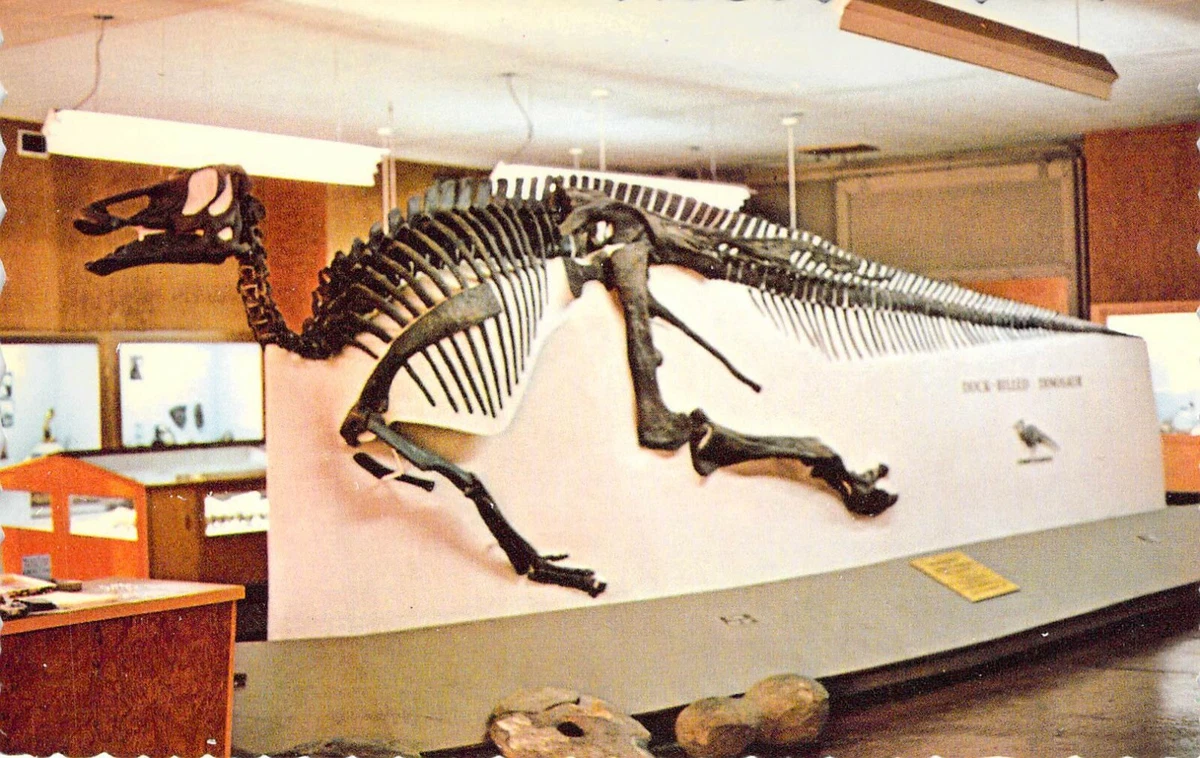 Edmontosaurus Skeleton