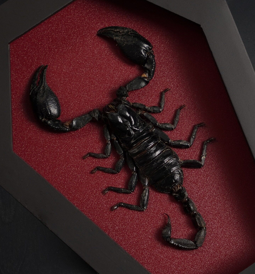 Real Scorpion Coffin Frame Taxidermy Gothic Home Decor Oddity ...